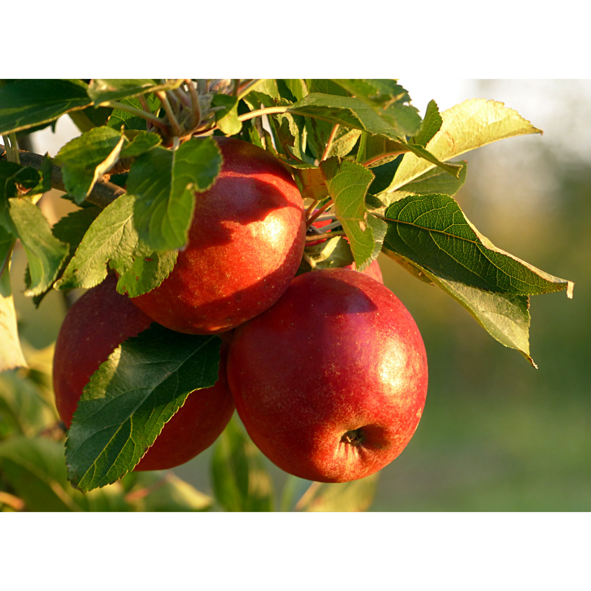 Gala Apple Plant – Perfectly Grown and Ready to Thrive in Your Backyar ...